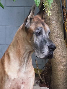 McEmn Great Danes Rachel x Magic