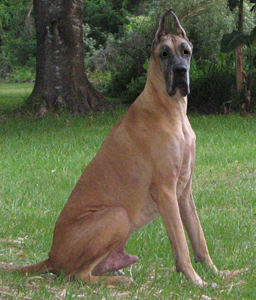 McEmn Great Danes Rachel x Magic