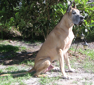 McEmn Great Danes Rachel x Magic